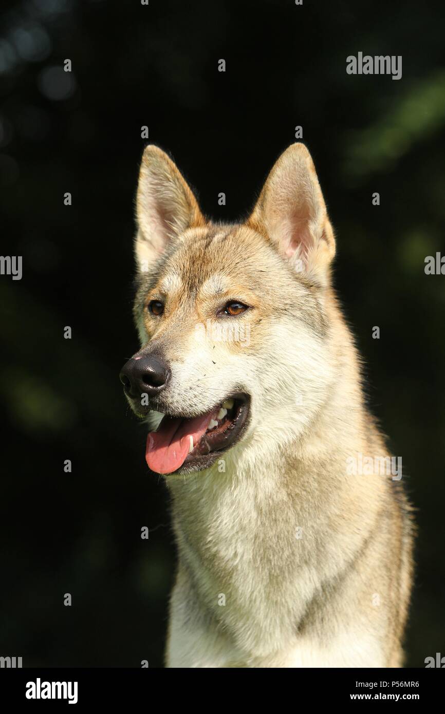 Finnish tamaskan dog hi-res stock photography and images - Alamy