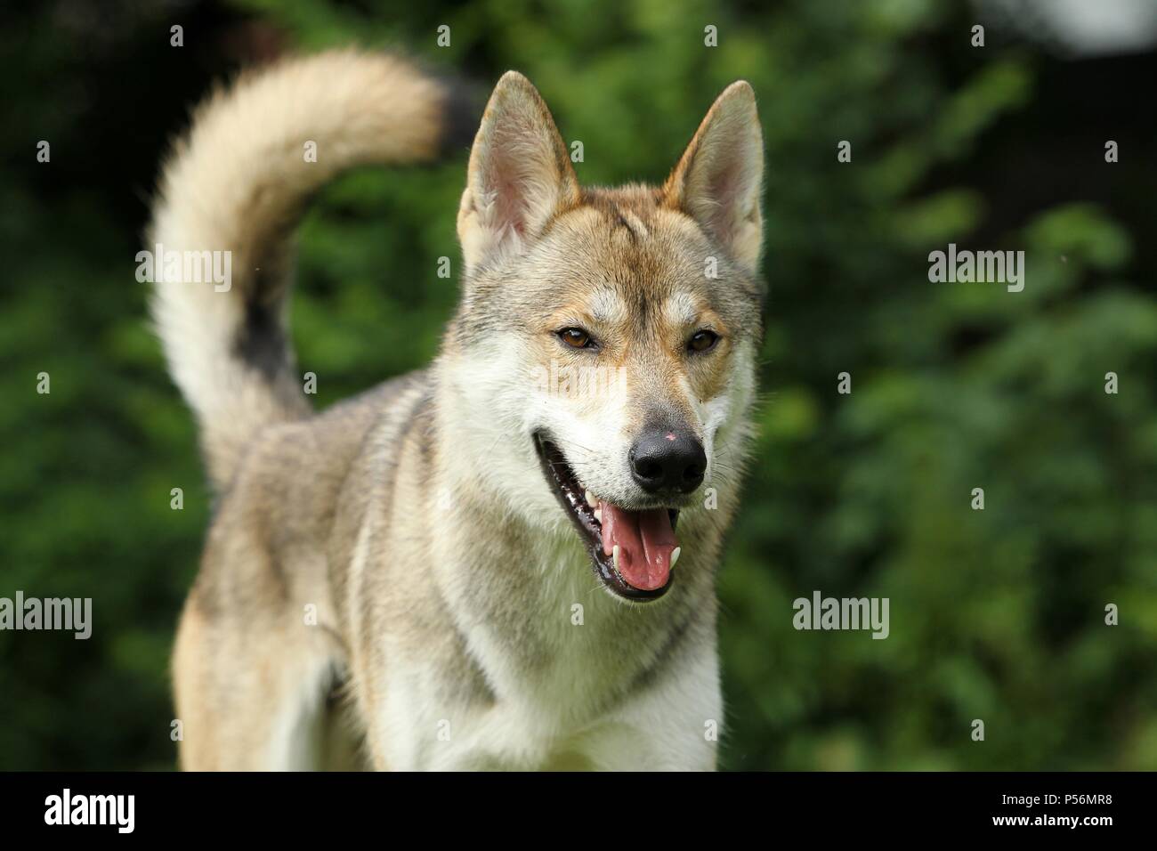 Tamaskan High Resolution Stock Photography and Images - Alamy