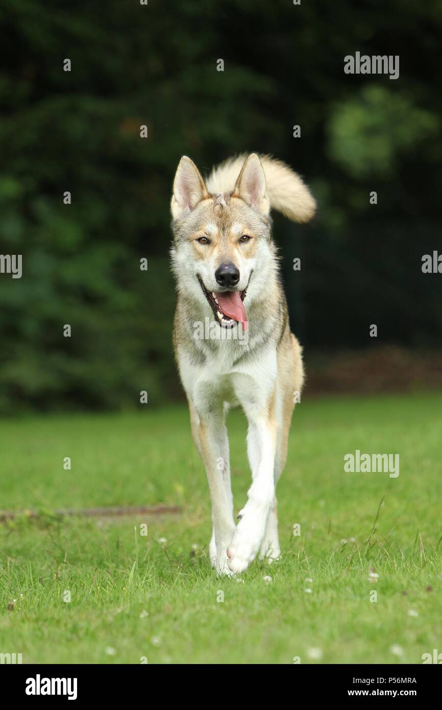 Finnish tamaskan dog hi-res stock photography and images - Alamy