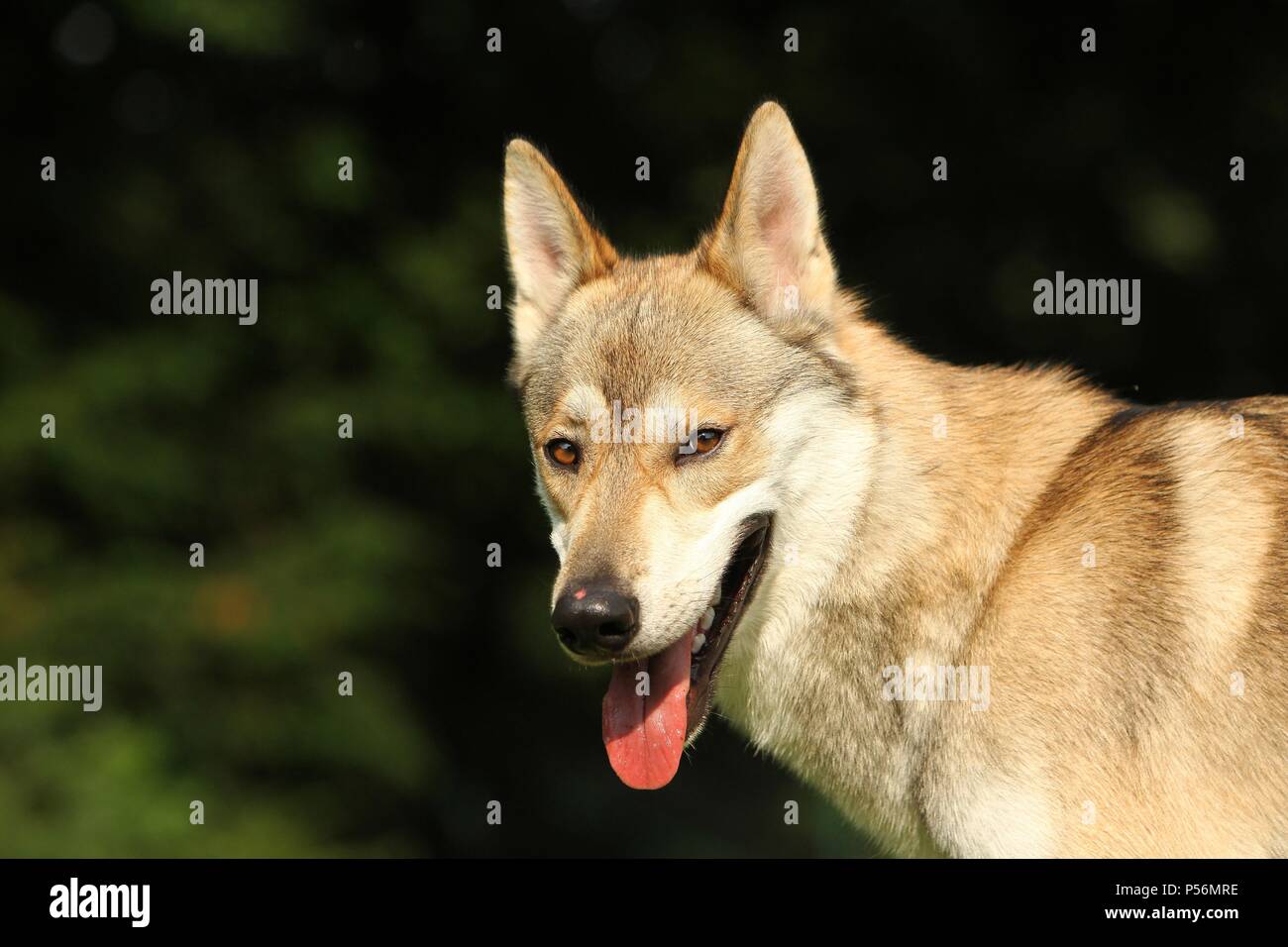 Finnish shorthair hi-res stock photography and images - Alamy