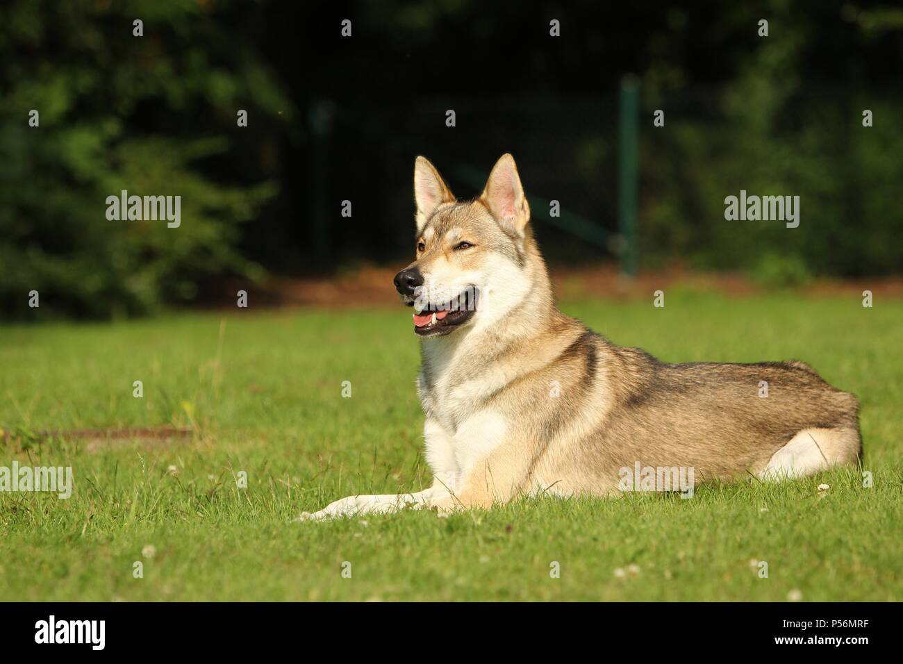 Finnish summer summertime horizontal hi-res stock photography and ...