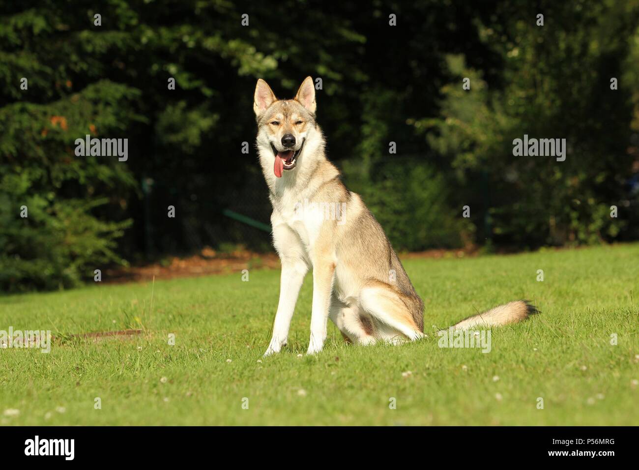 Tamaskan breed of dog hi-res stock photography and images - Alamy