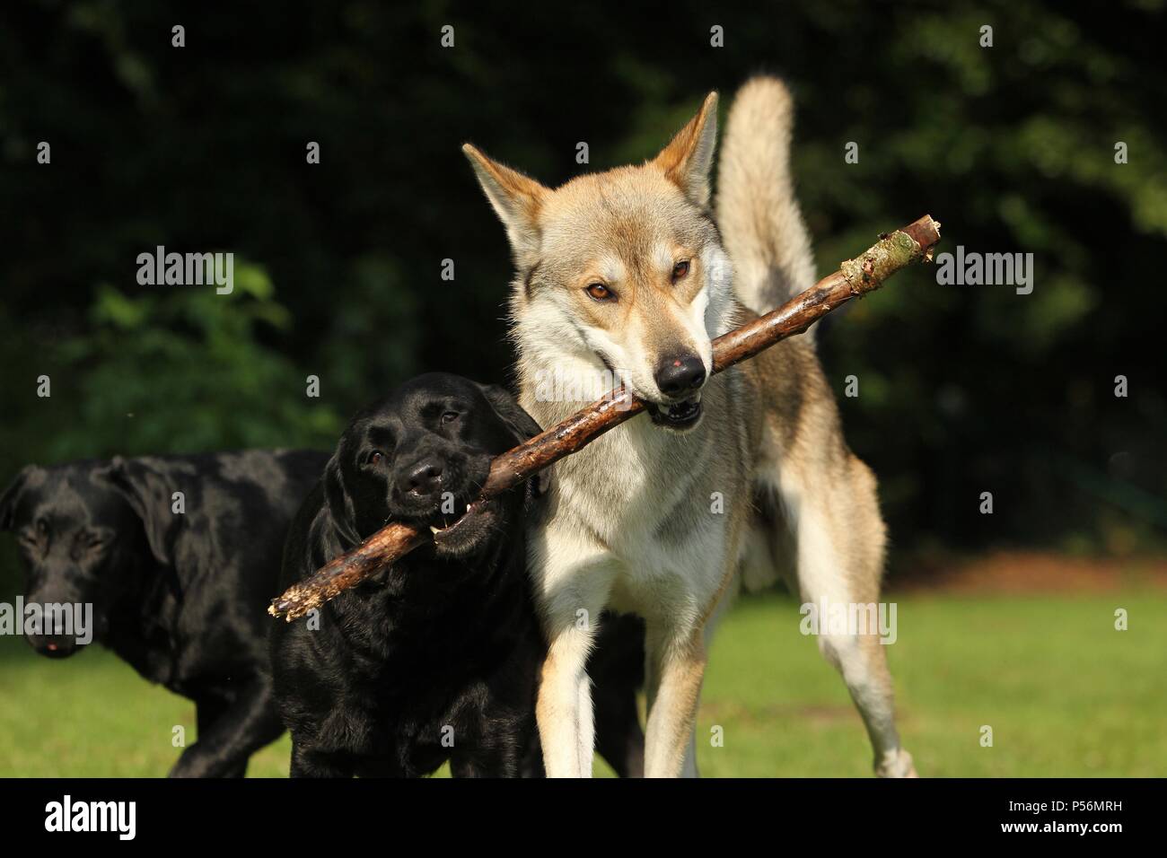 Dogs Carry Sticks High Resolution Stock Photography and Images - Alamy