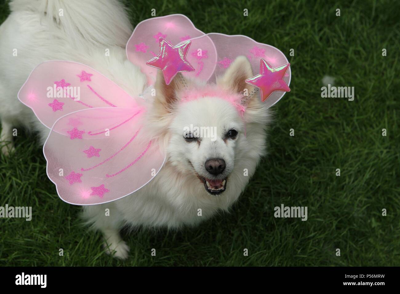 Mittelspitz hi-res stock photography and images - Alamy