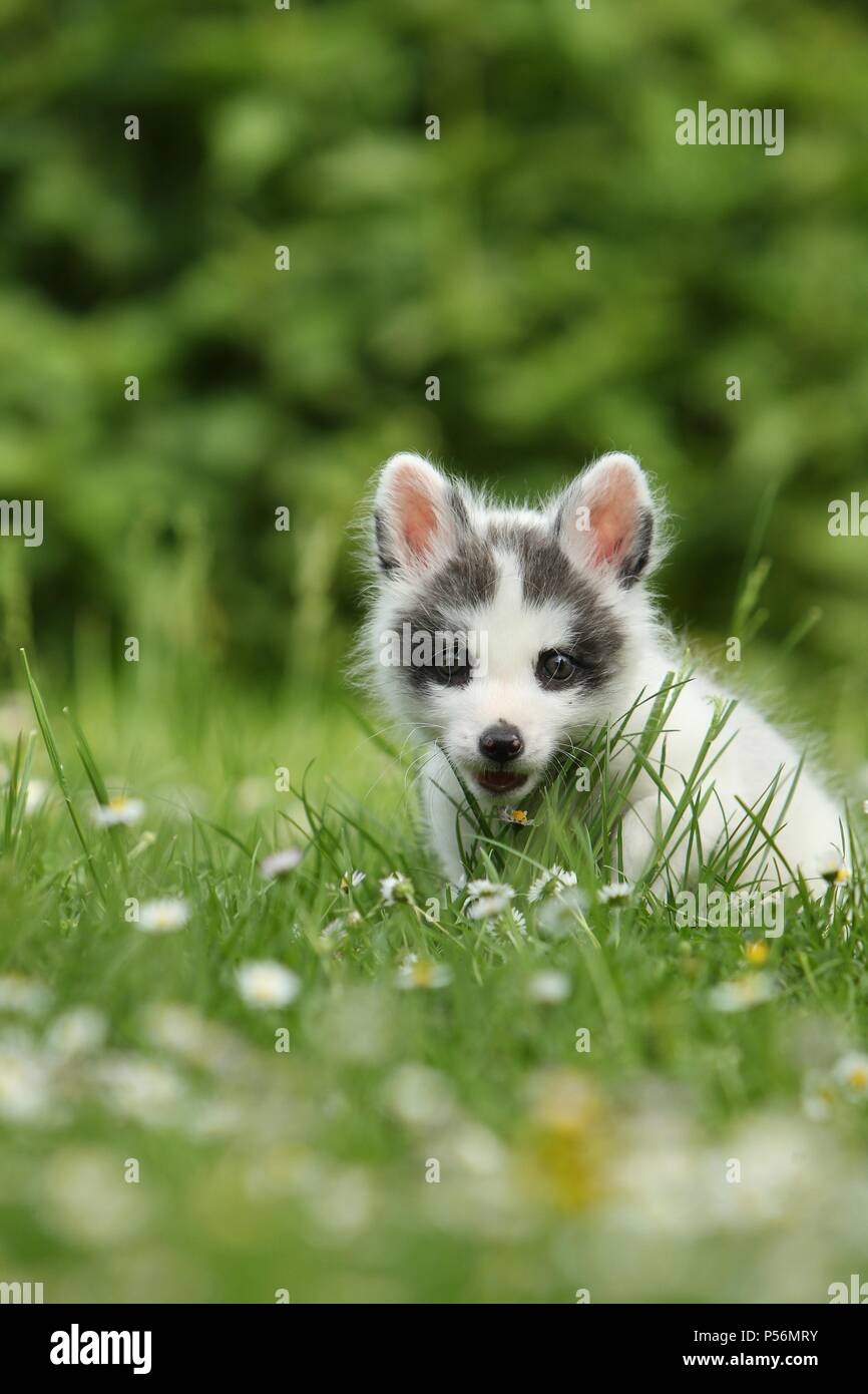 Grey fox cub hi-res stock photography and images - Alamy