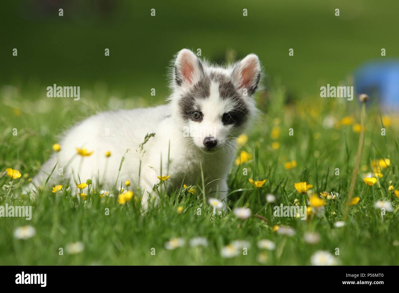 Grey fox cub hi-res stock photography and images - Alamy
