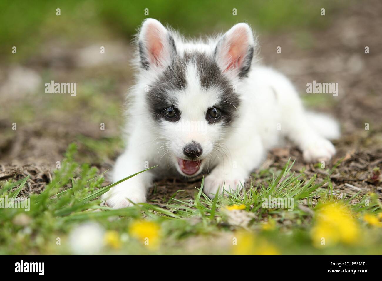 Grey fox cub hi-res stock photography and images - Alamy