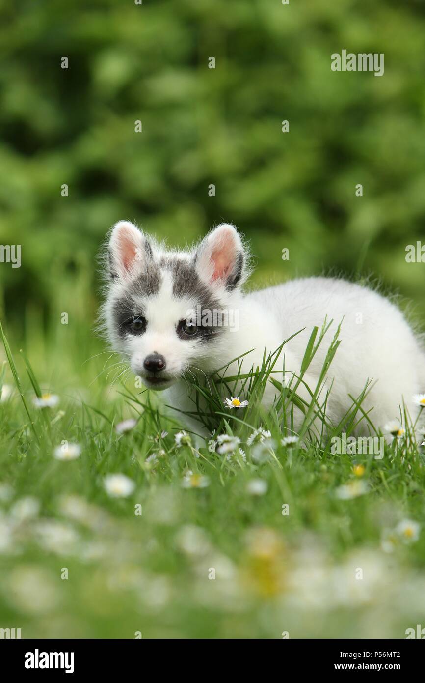 Grey fox cub hi-res stock photography and images - Alamy