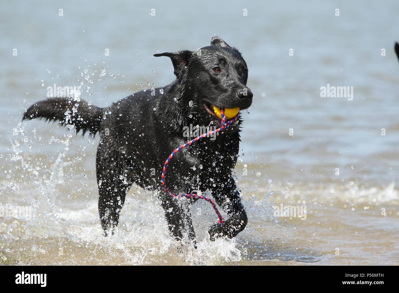 playing Labrador Retriever Stock Photo - Alamy