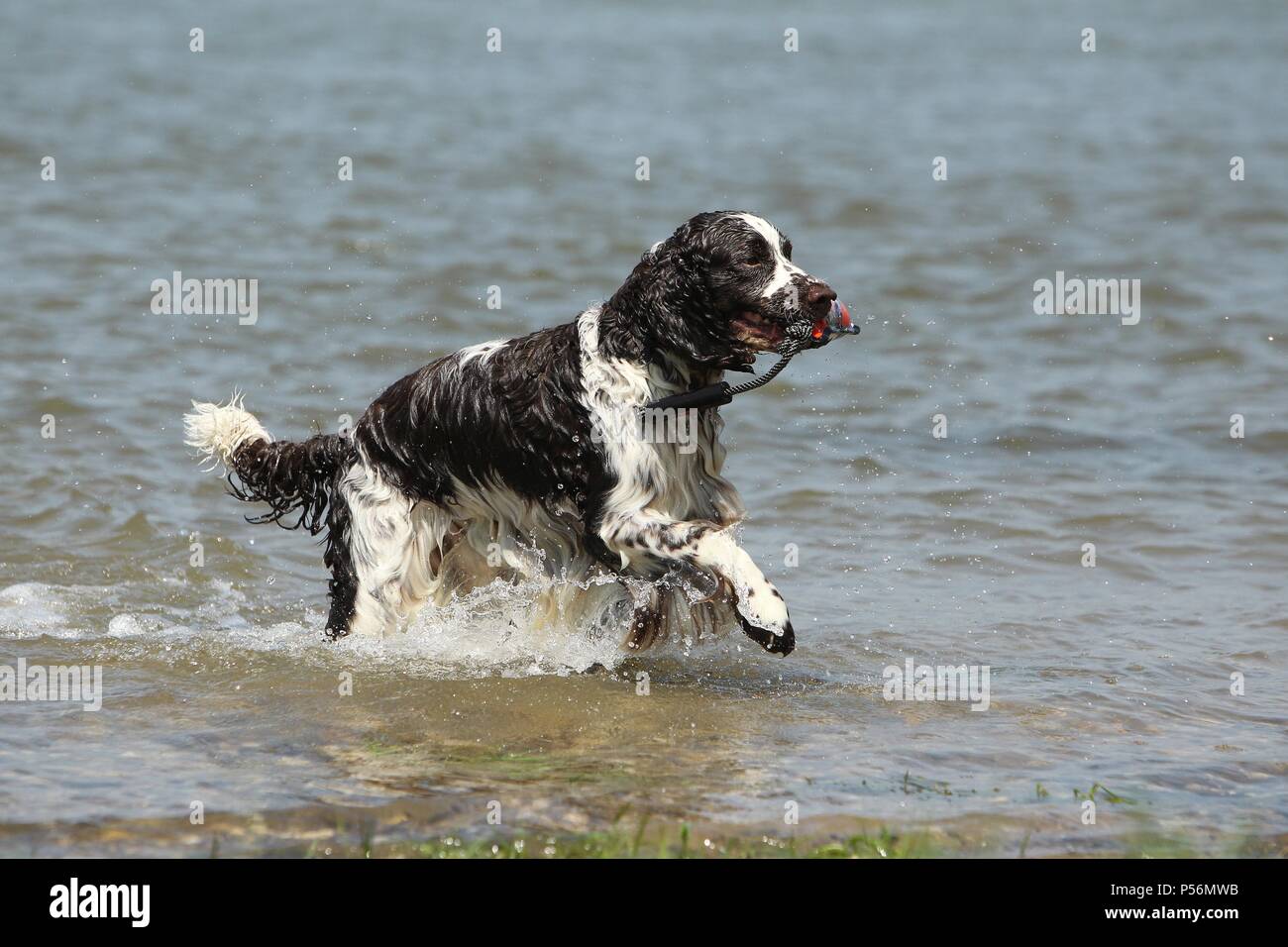 Black white springer spaniel toy hi-res stock photography and images ...