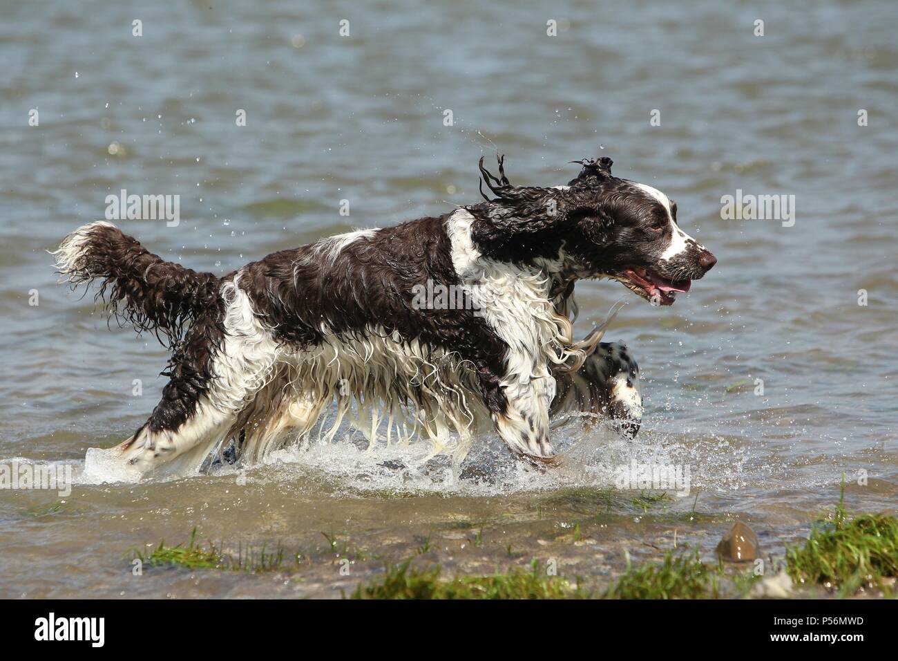Springer spaniel water splash hi-res stock photography and images - Alamy