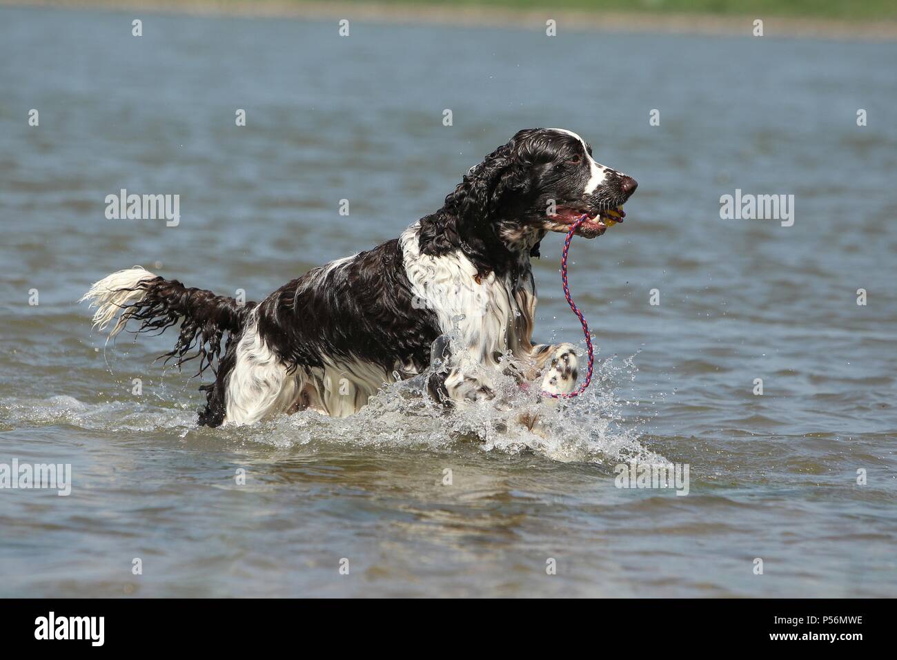 playing English Springer Spaniel Stock Photo - Alamy
