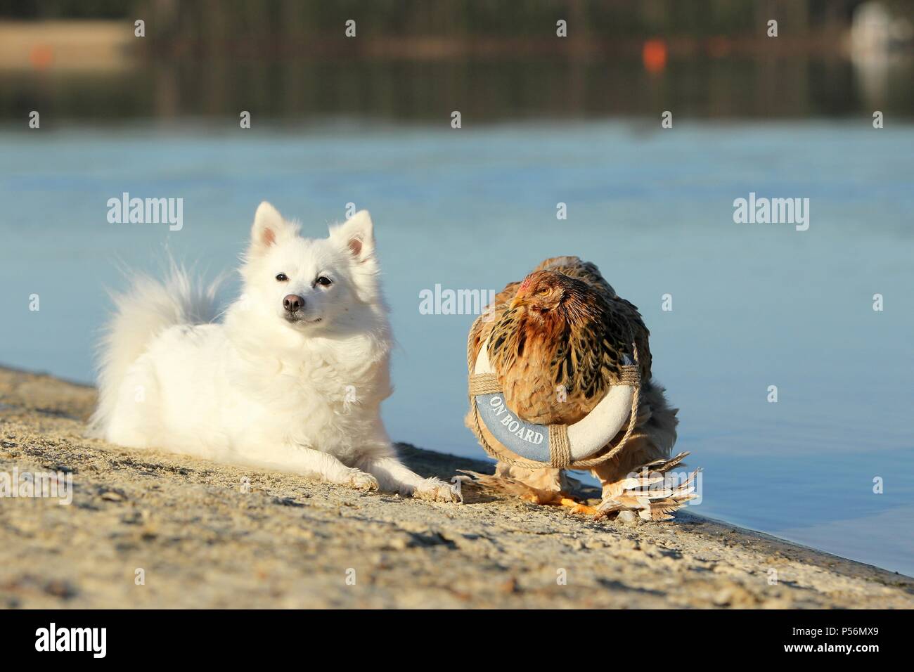 dog and chicken Stock Photo - Alamy