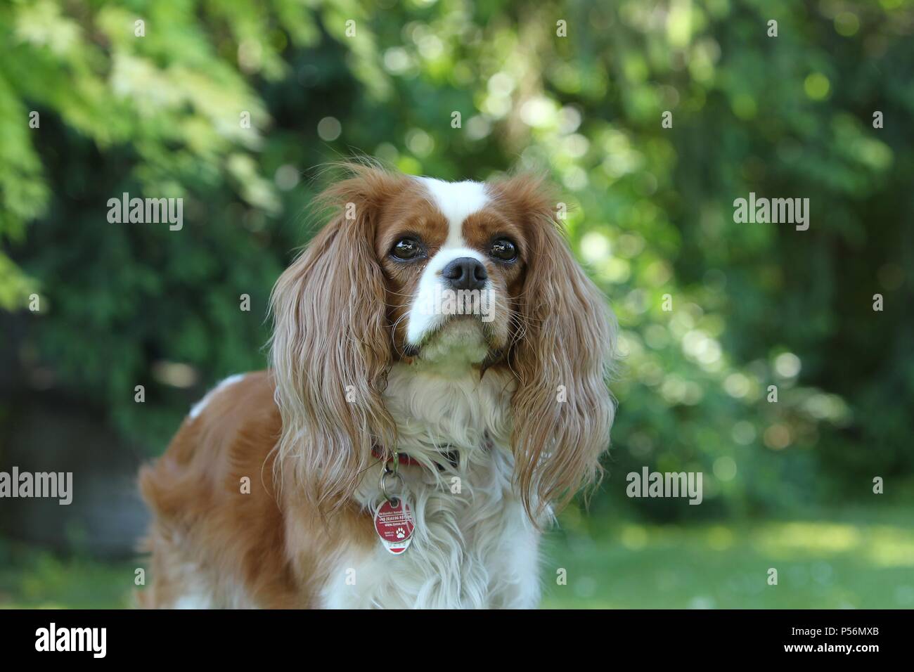 Cavalier King Charles Spaniel Portrait Stock Photo - Alamy