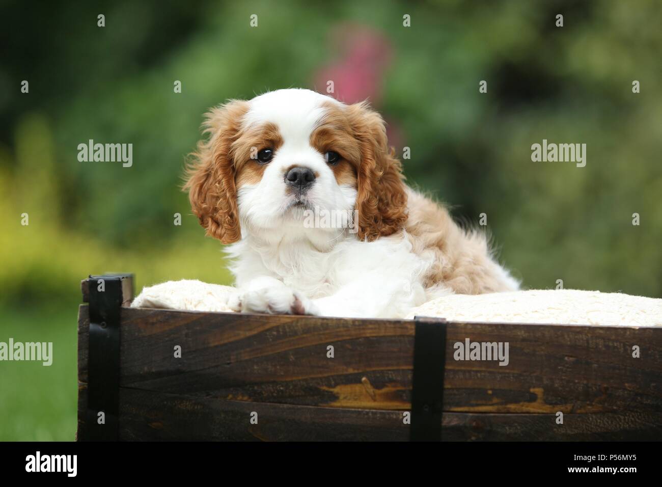 Cavalier King Charles Spaniel Puppy Stock Photo - Alamy
