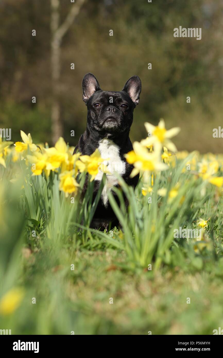 sitting French Bulldog Stock Photo - Alamy