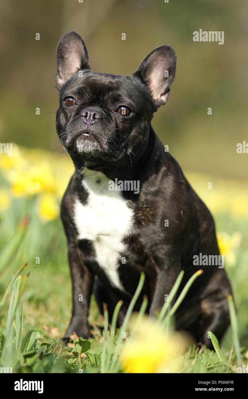 sitting French Bulldog Stock Photo - Alamy