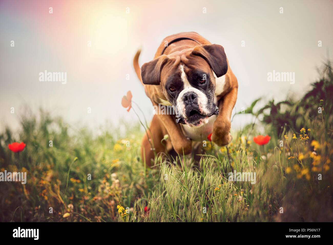 German manipulation hi-res stock photography and images - Alamy
