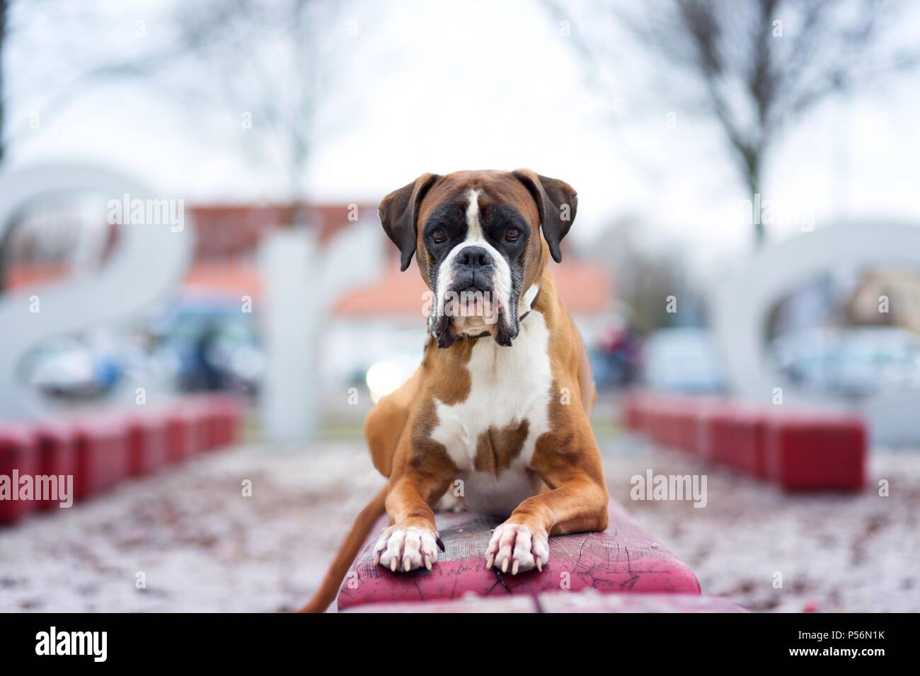 lying German Boxer Stock Photo - Alamy