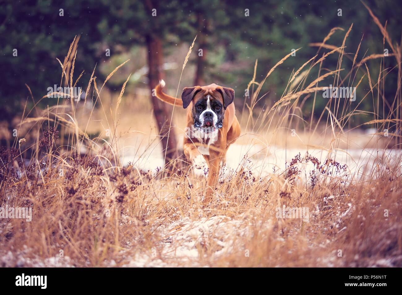 running German Boxer Stock Photo - Alamy