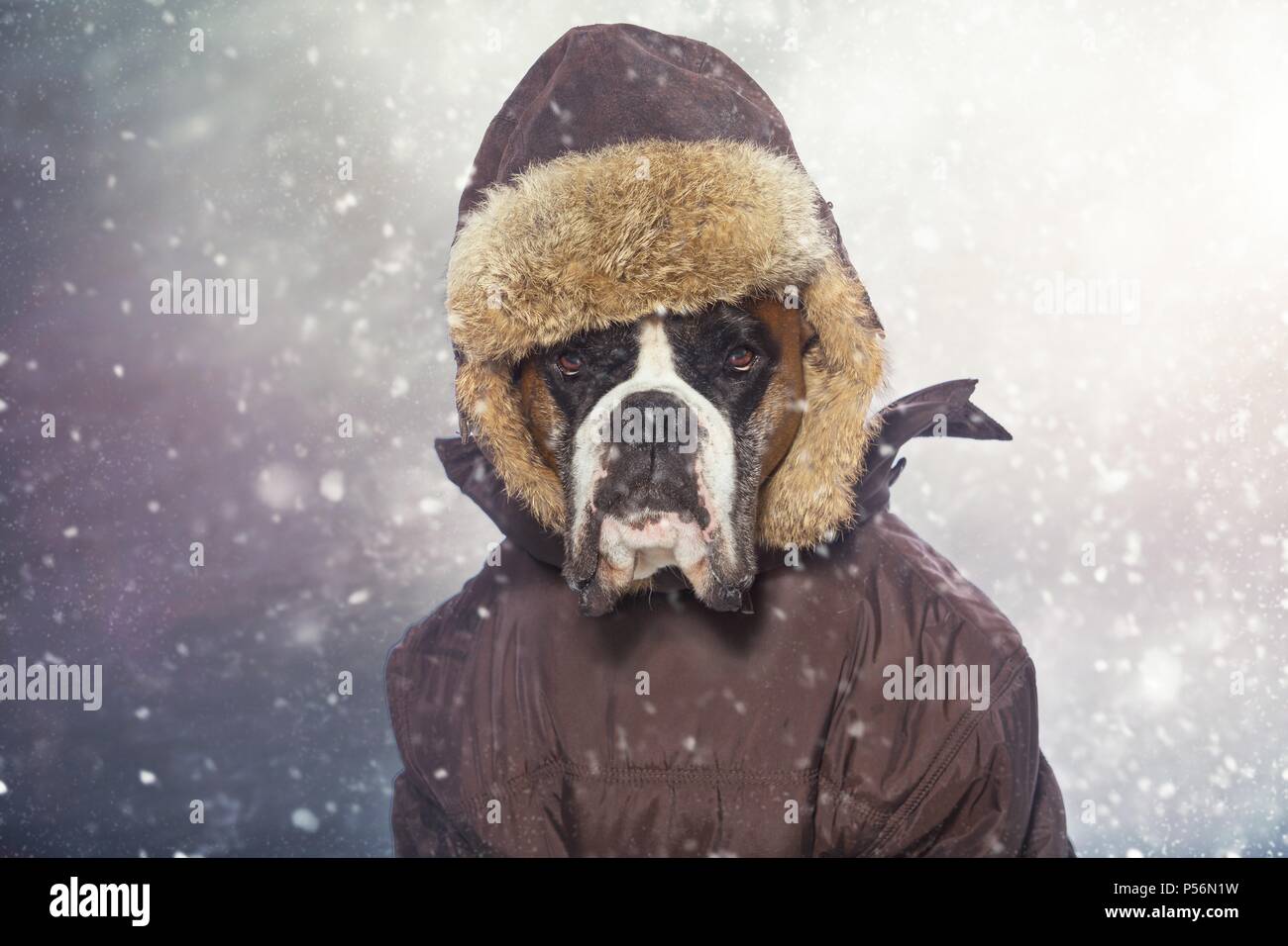 German Boxer Portrait Stock Photo - Alamy