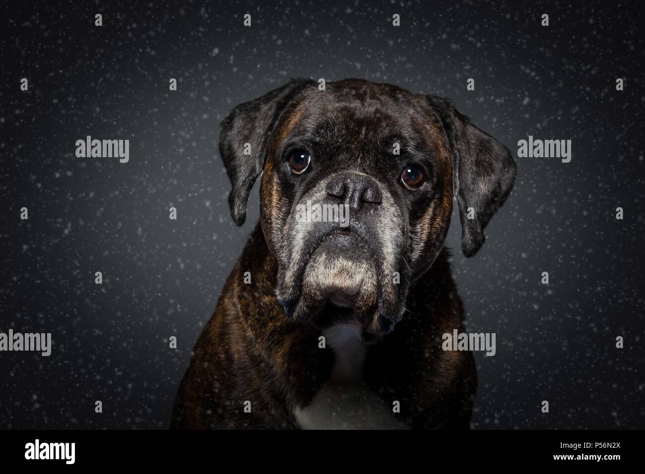 Black boxer portraits hi-res stock photography and images - Alamy