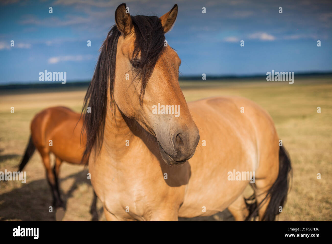 Beige horse on the pasture in the field Stock Photo - Alamy