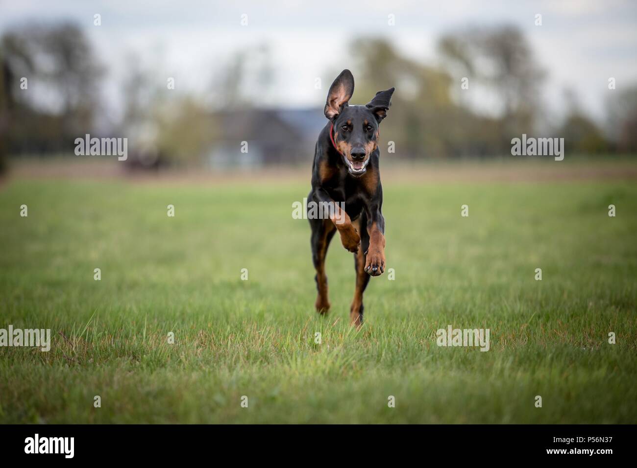 running Doberman Pinscher Stock Photo - Alamy