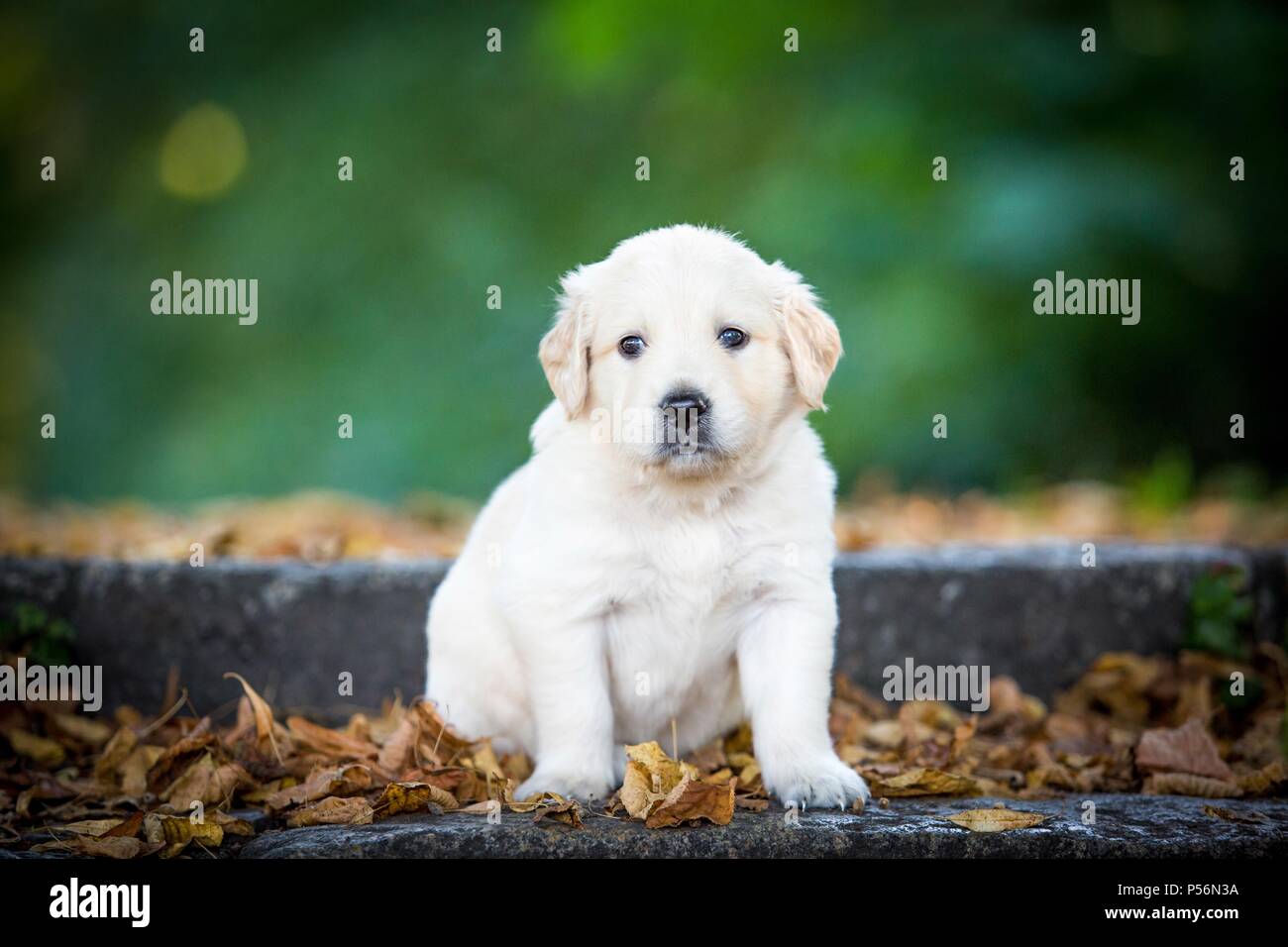 Golden Retriever Puppy Stock Photo - Alamy