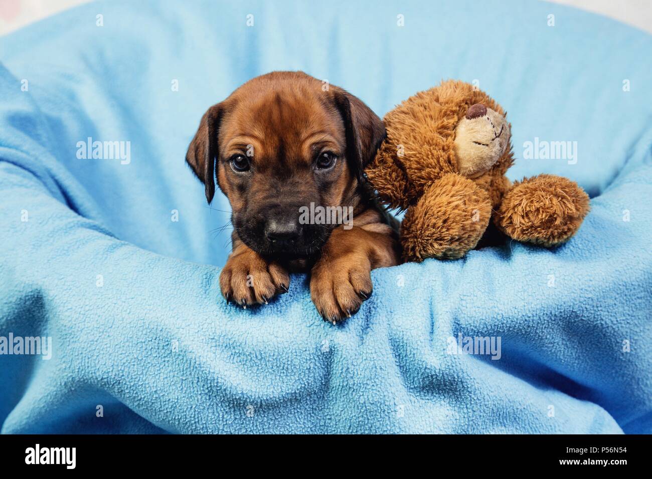 Rhodesian Ridgeback Puppy Stock Photo - Alamy