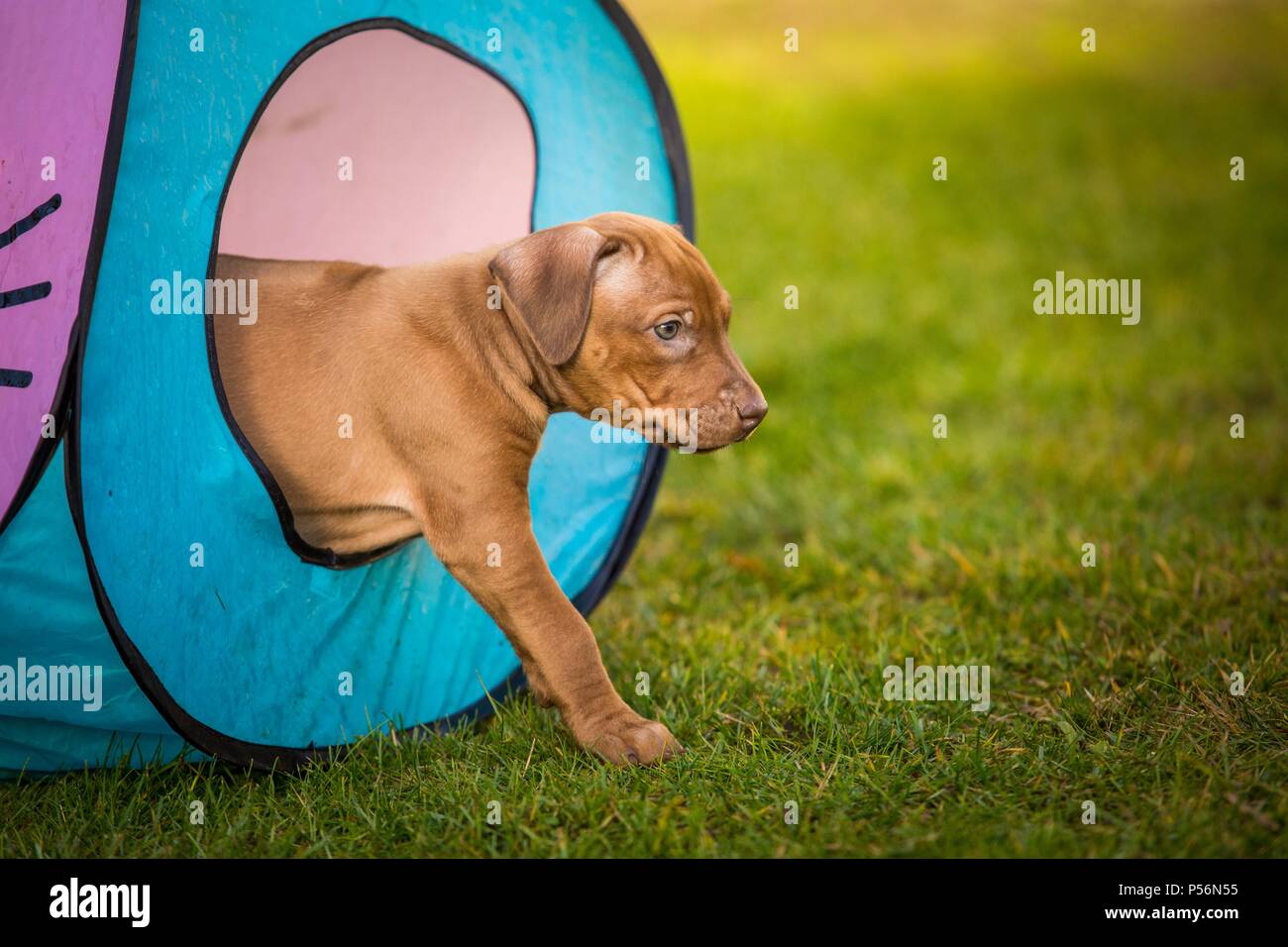 Rhodesian Ridgeback Puppy Stock Photo - Alamy