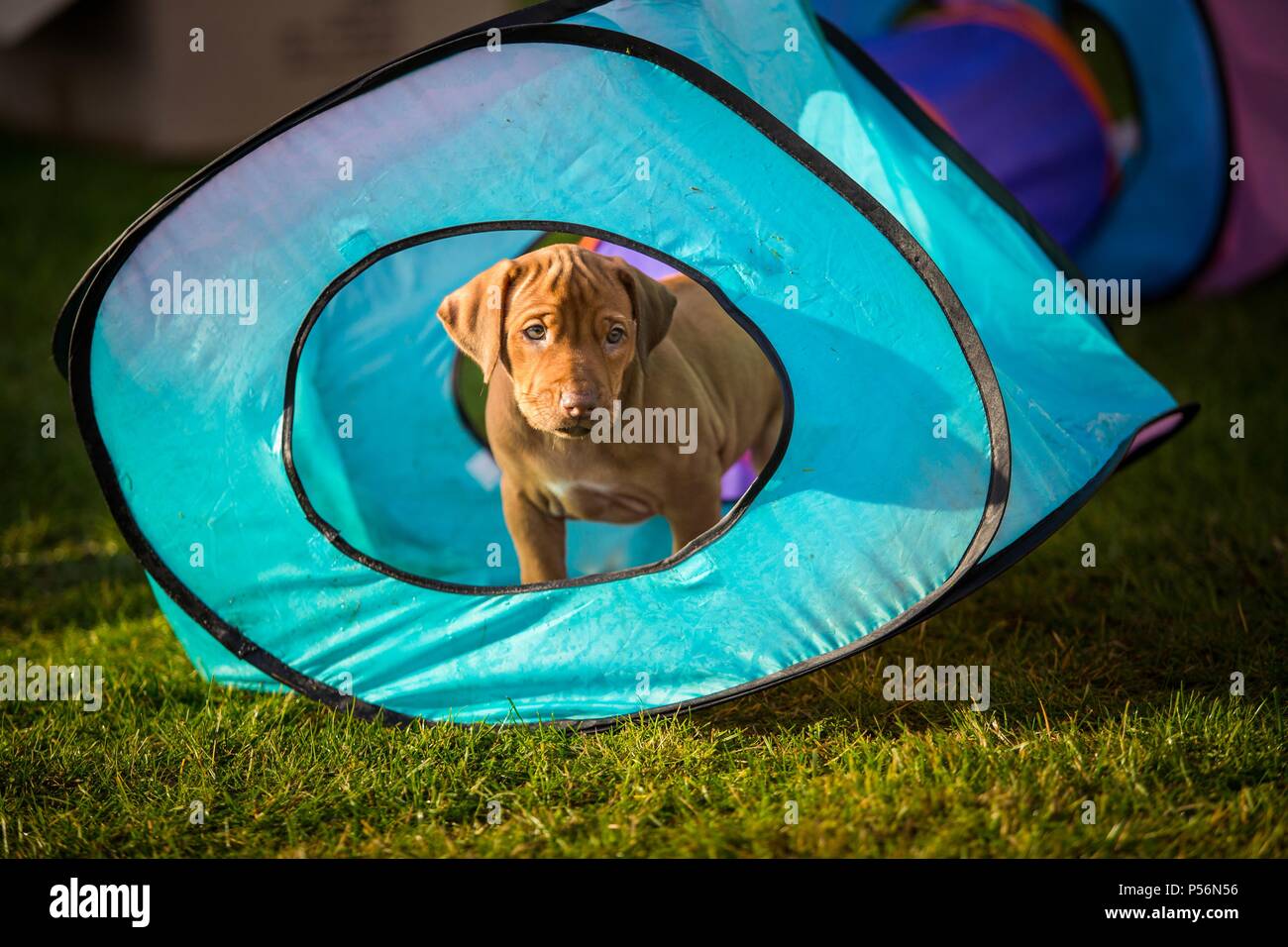 Rhodesian Ridgeback Puppy Stock Photo - Alamy