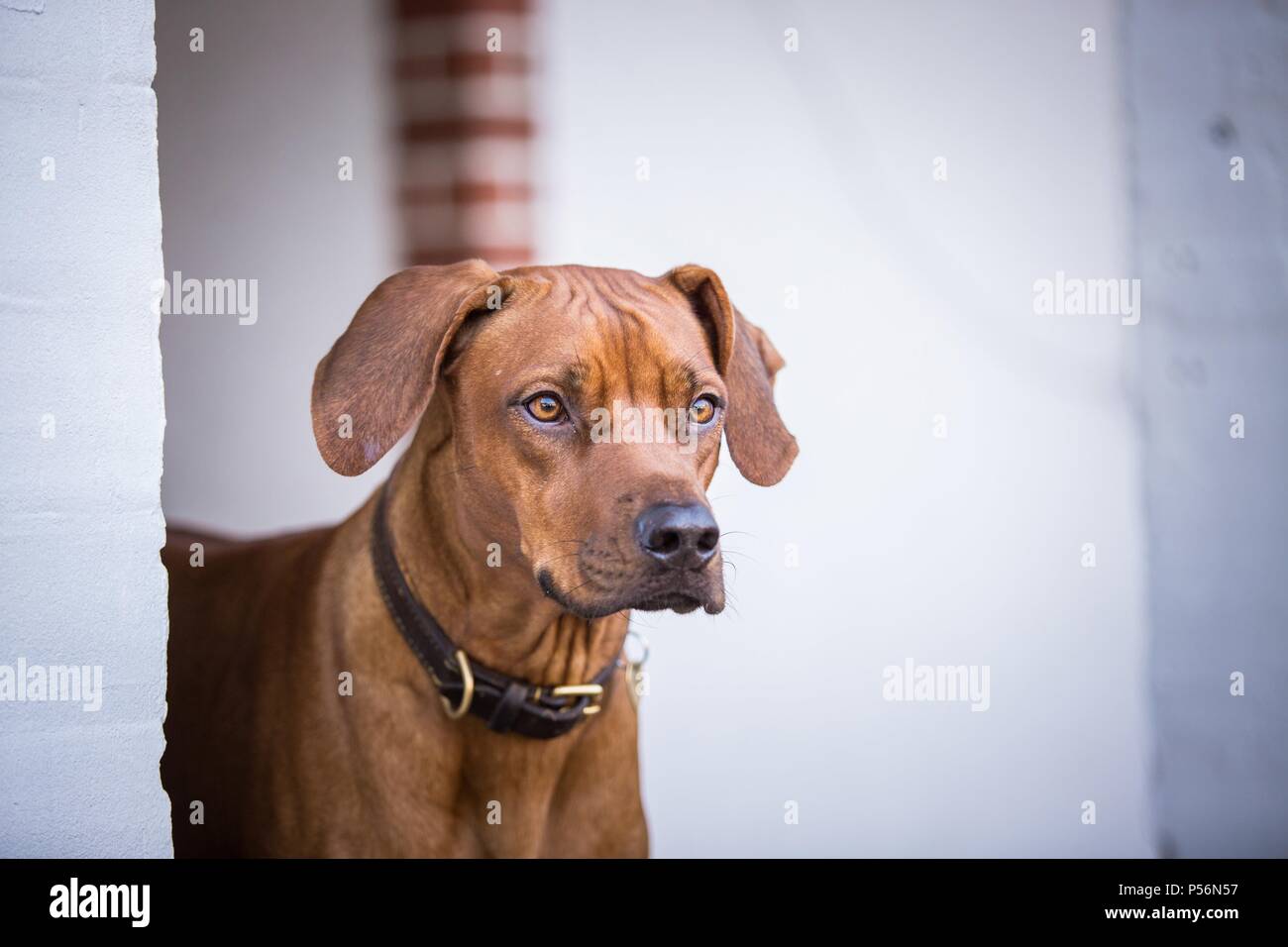 Rhodesian Ridgeback Portrait Stock Photo - Alamy