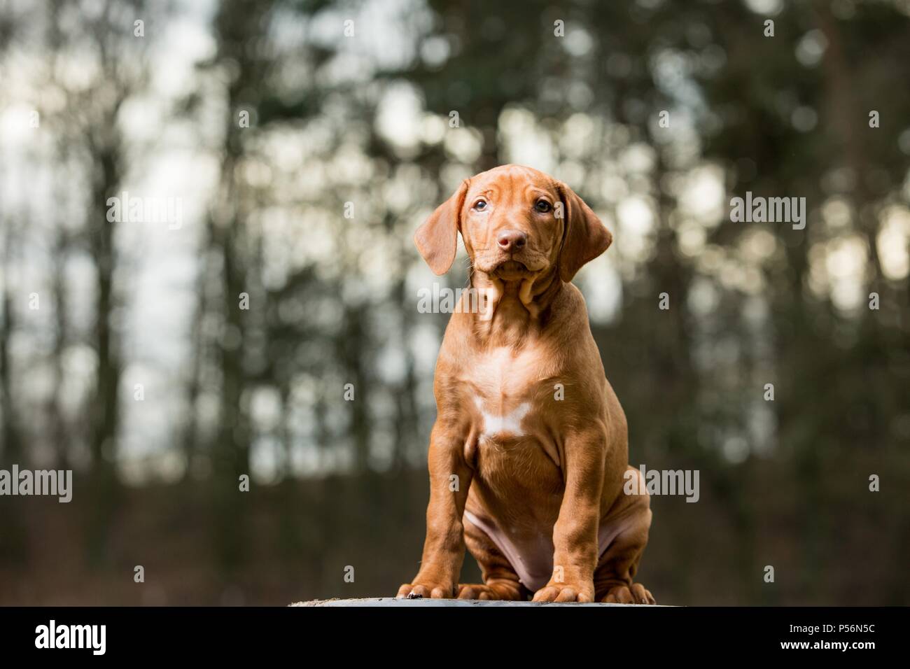 Rhodesian Ridgeback Puppy Stock Photo - Alamy