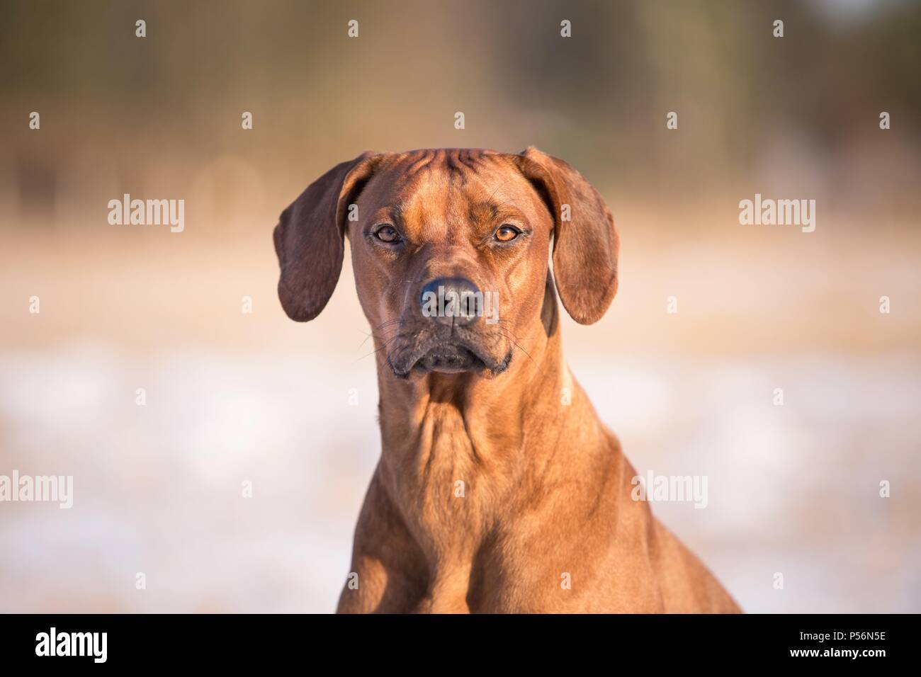 Rhodesian Ridgeback Portrait Stock Photo - Alamy