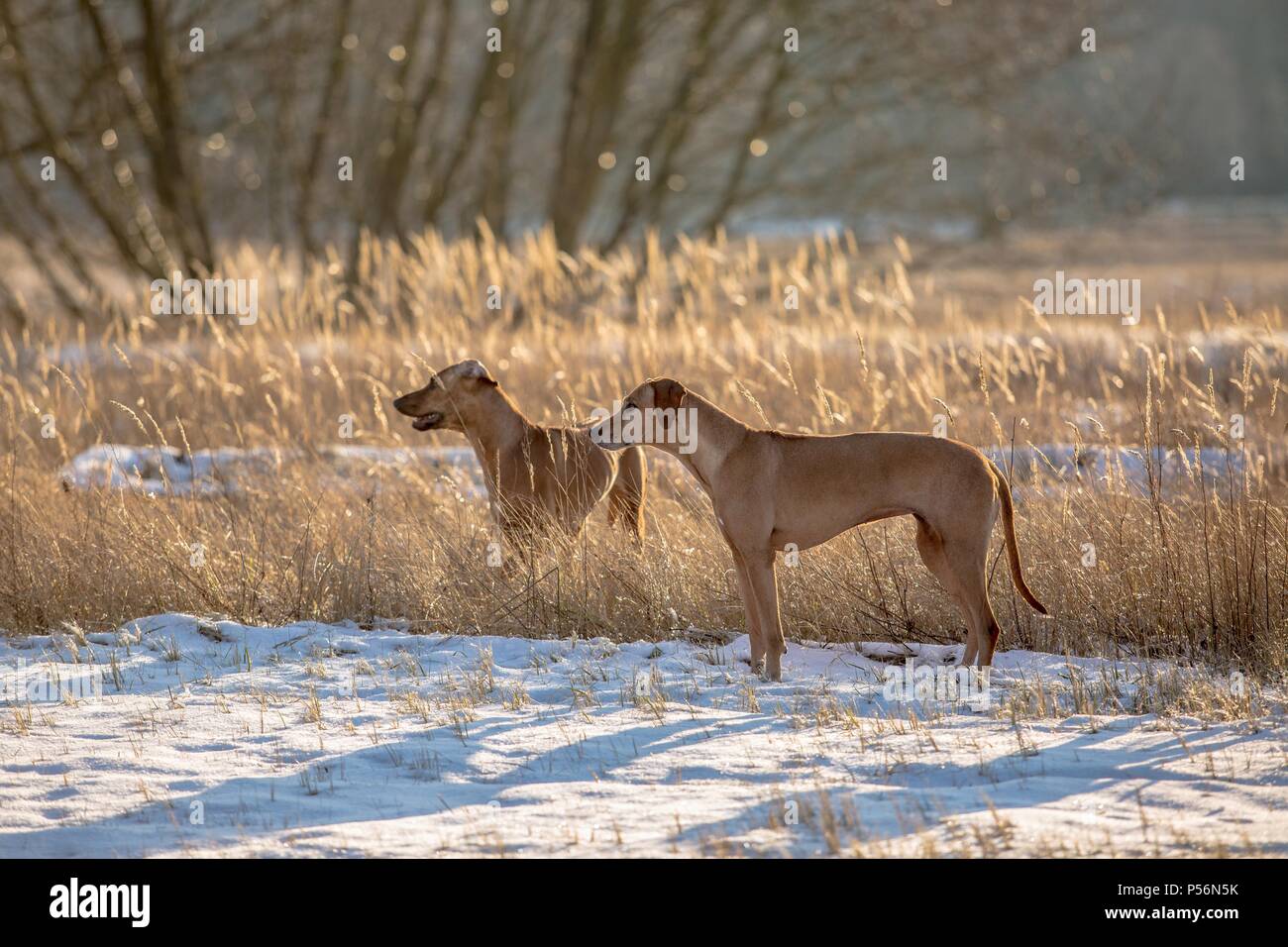 2 Rhodesian Ridgebacks Stock Photo - Alamy