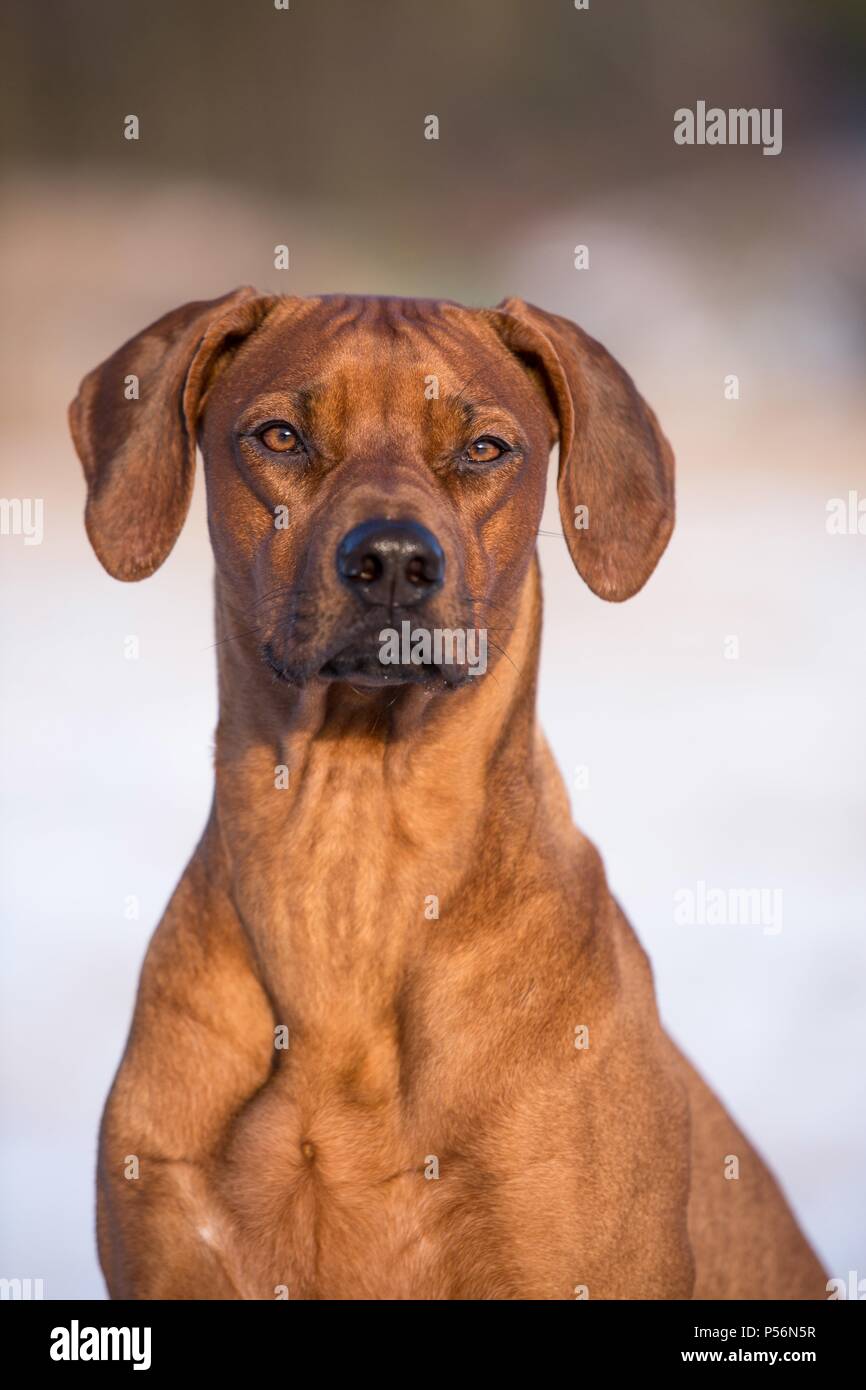 Rhodesian Ridgeback Portrait Stock Photo - Alamy