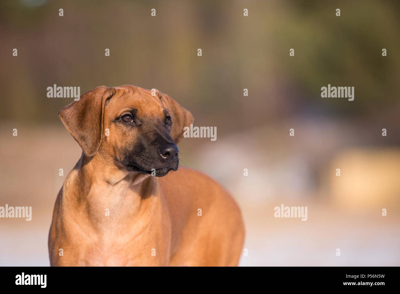Rhodesian Ridgeback Puppy Stock Photo - Alamy