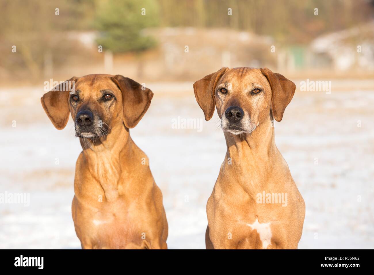 2 Rhodesian Ridgebacks Stock Photo - Alamy
