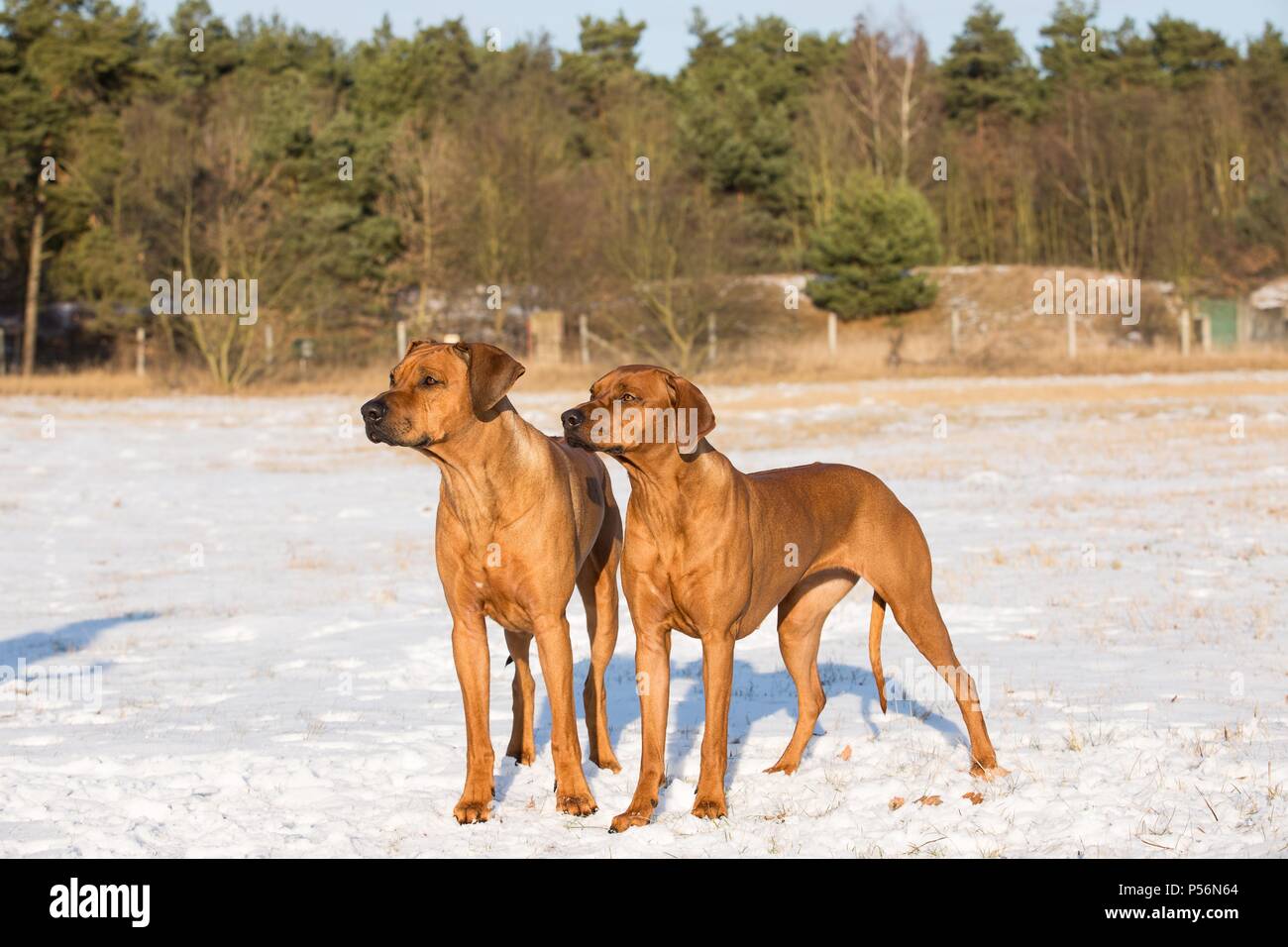 2 Rhodesian Ridgebacks Stock Photo - Alamy