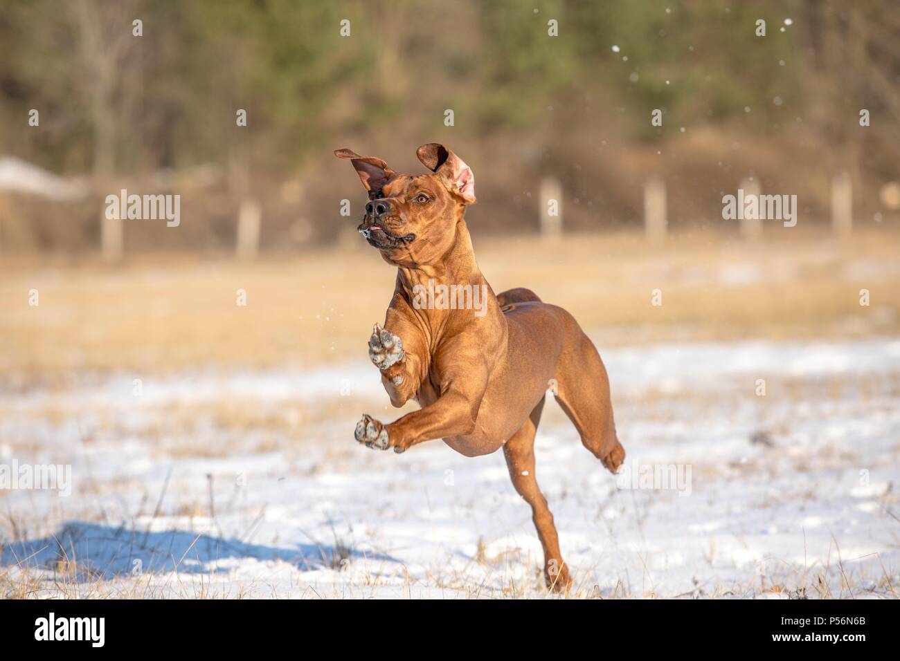 running Rhodesian Ridgeback Stock Photo - Alamy