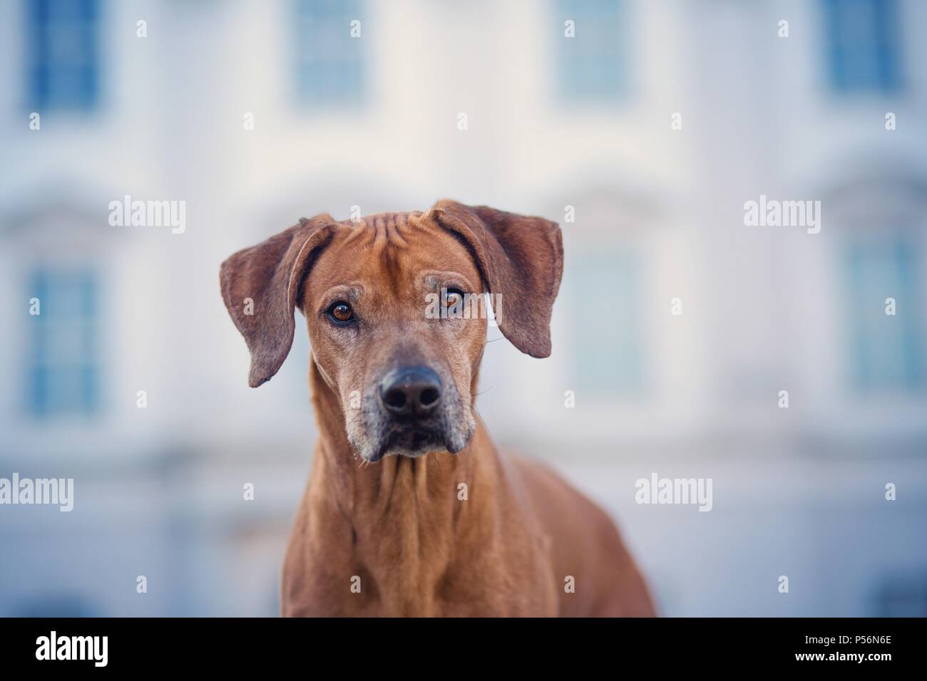 Rhodesian Ridgeback Portrait Stock Photo - Alamy