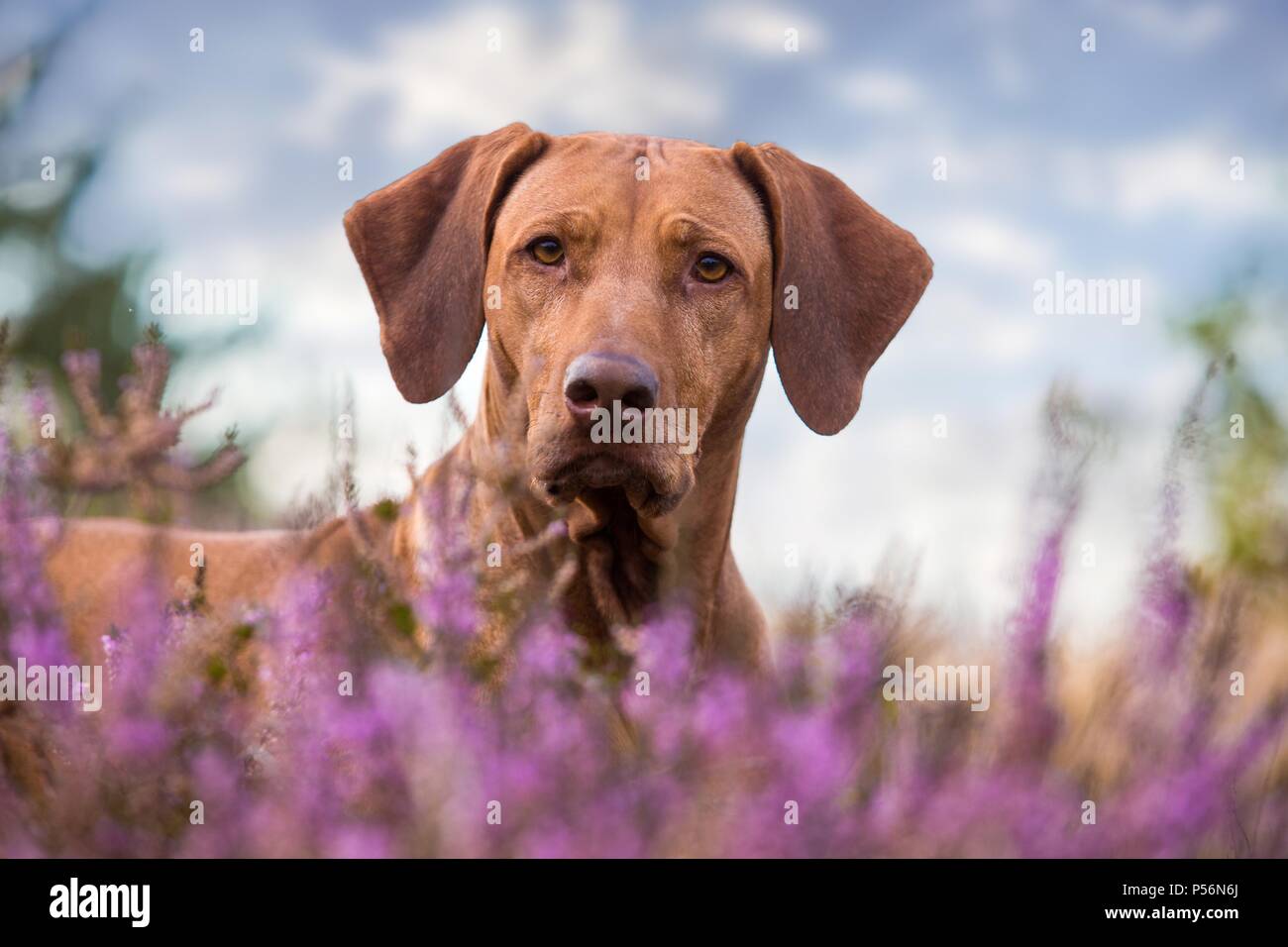 Rhodesian Ridgeback Portrait Stock Photo - Alamy