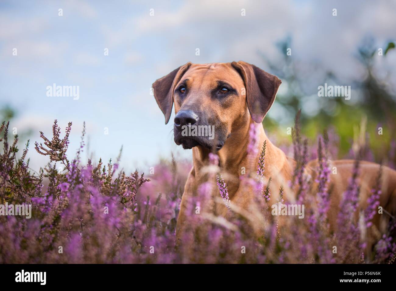 Rhodesian Ridgeback Portrait Stock Photo - Alamy