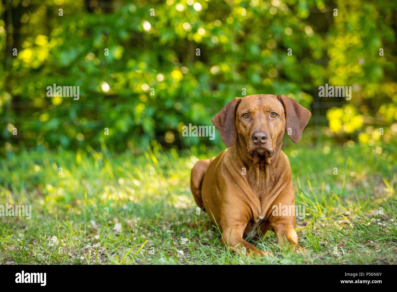 lying Rhodesian Ridgeback Stock Photo - Alamy