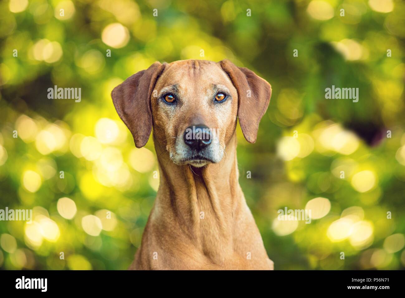 Rhodesian Ridgeback Portrait Stock Photo - Alamy