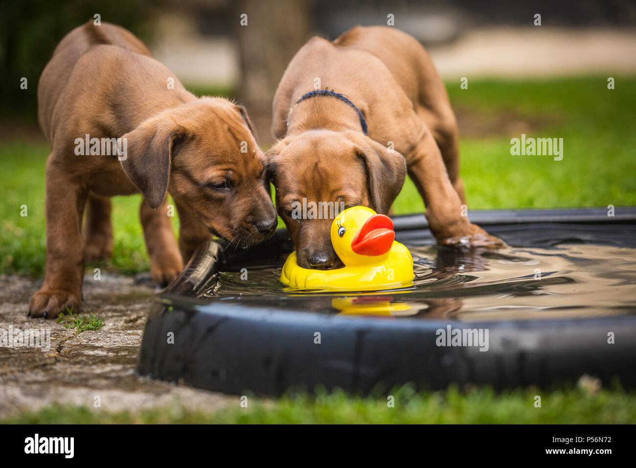 Rhodesian Ridgeback Puppies Stock Photo - Alamy