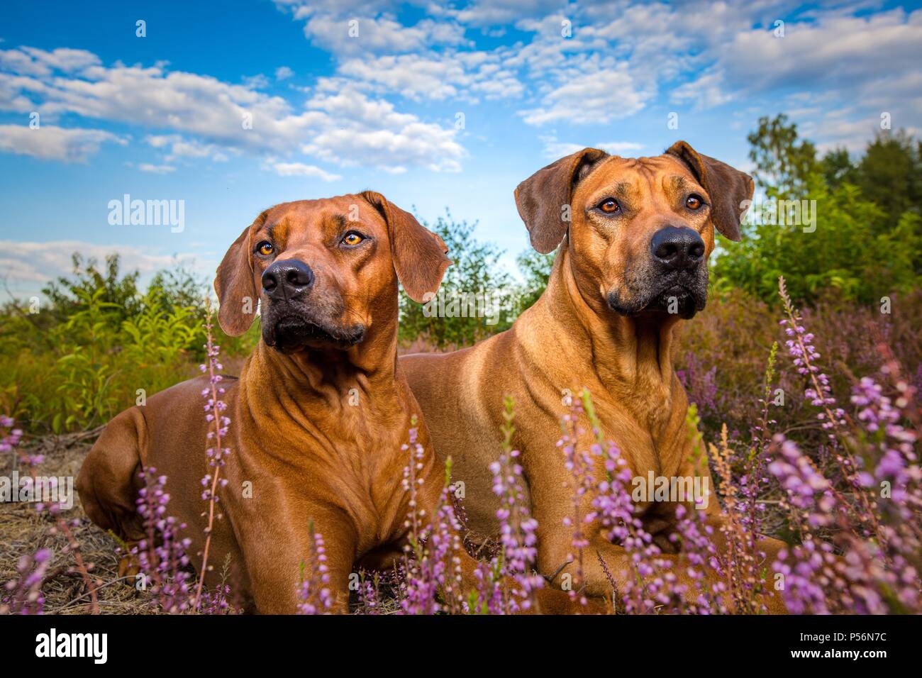 2 Rhodesian Ridgebacks Stock Photo - Alamy