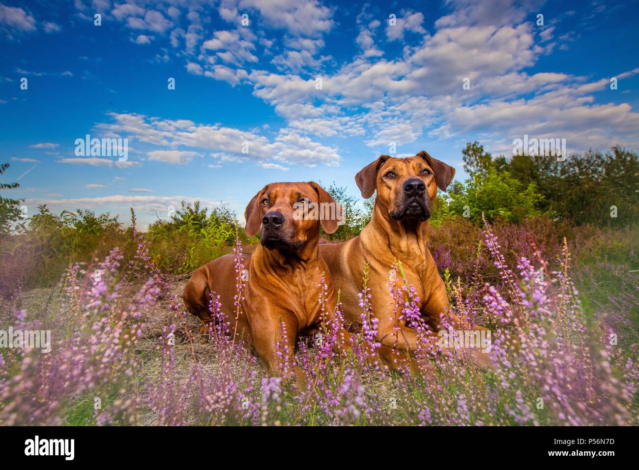 2 Rhodesian Ridgebacks Stock Photo - Alamy