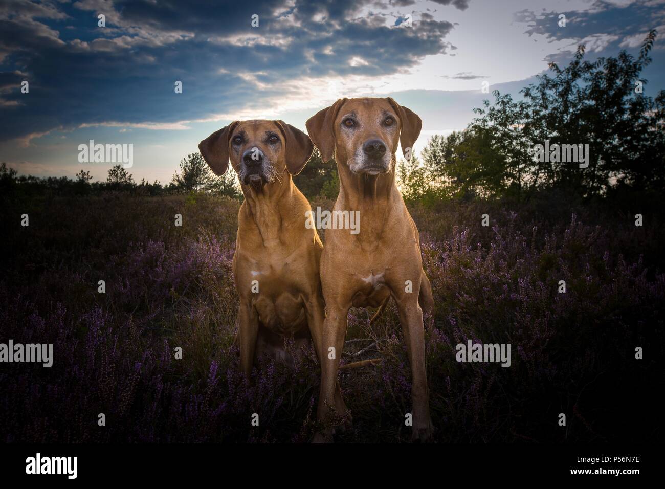 2 Rhodesian Ridgebacks Stock Photo - Alamy